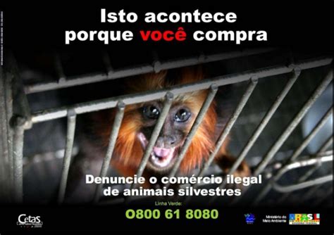 Natureza Compartilhada Tr Fico De Animais Silvestres