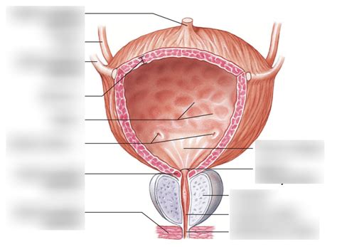 A P Ii Bladder Histology Diagram Quizlet