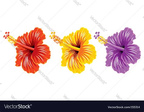 Set Of Hibiscus Royalty Free Vector Image VectorStock