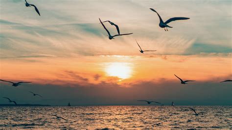 Wallpaper Sun Bird Horizon Sea Sky Hd Picture Image