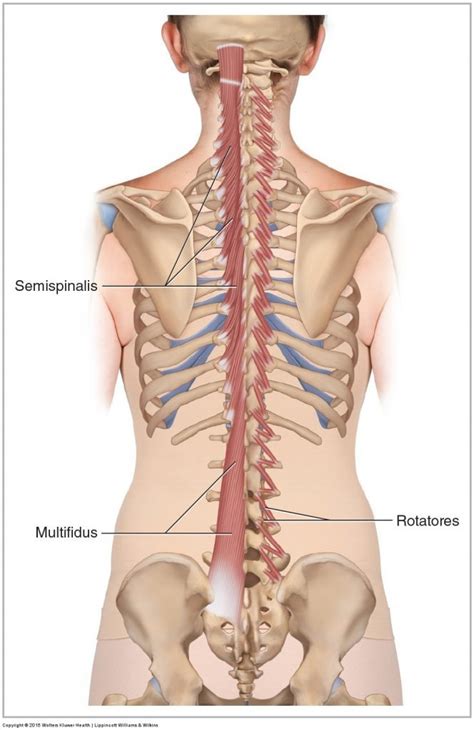 Deep Layers Of Intrinsic Back Muscles Deep Layer Diagram Quizlet