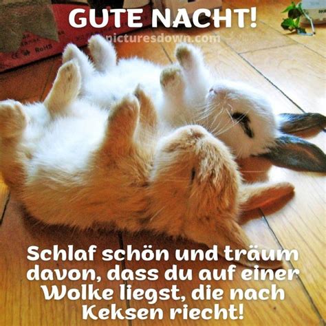 Lustige Gute Nacht Bild Zwei Hasen Kostenlos