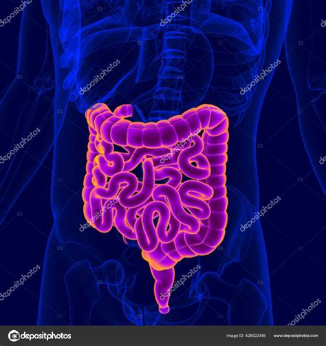 Illustration Human Digestive System Anatomy Small Large Intestine
