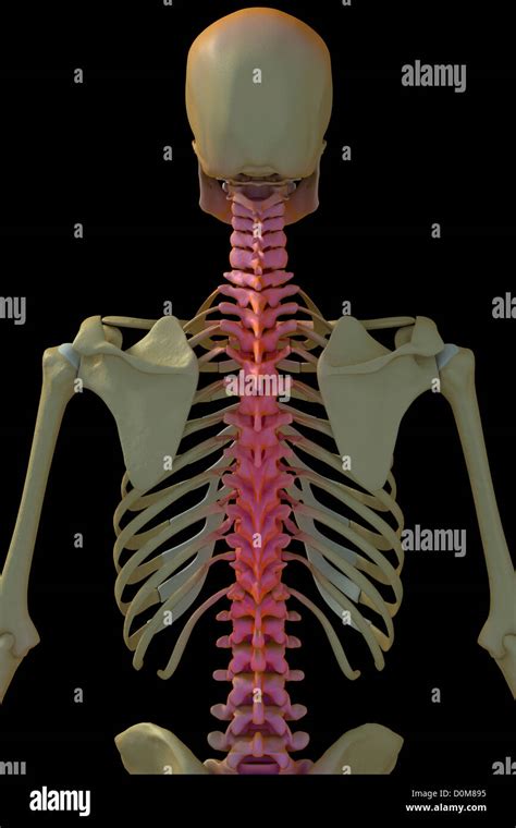 Upper Back Anatomy Bones Mio Guide Lower Back Pain Guide The