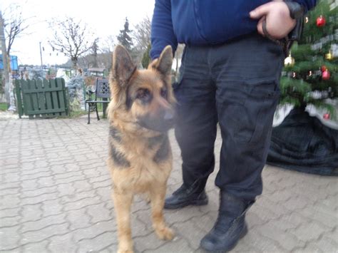 Zagubione psy i koty trafiły do schroniska w Bydgoszczy