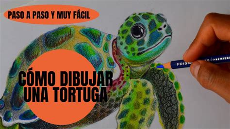 Cómo Dibujar Una Tortuga Paso a Paso fácil YouTube