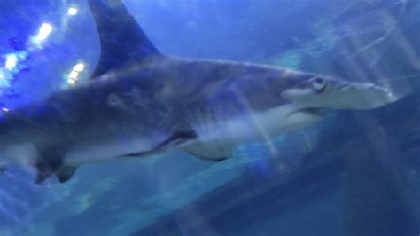 Dutch The Hammerhead Shark At Seaworld Orlando S Shark Encounter 4 7