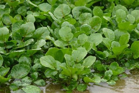 Rukiew Wodna Nasturtium Officinale ID 6465 DobreNasiona