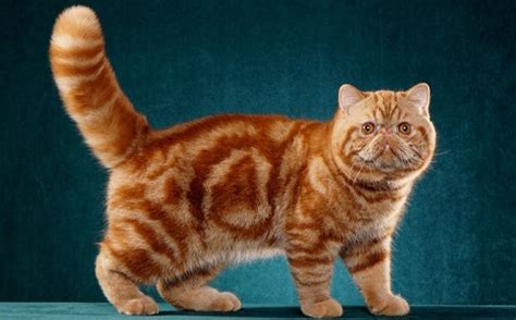 Exotic Shorthair Сat Breed Information Photo Care History