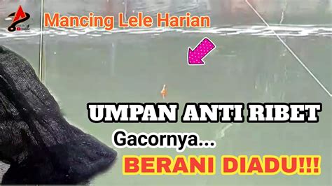 MANCING LELE HARIAN CUMA UMPAN MURAH TAPI GACORNYA DIKIRA PAKAI