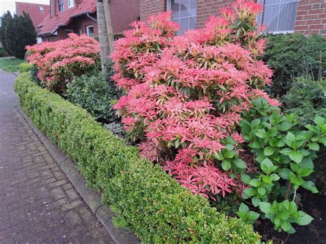 Der Frühling hat sich durchgesetzt Werdumer Blatt