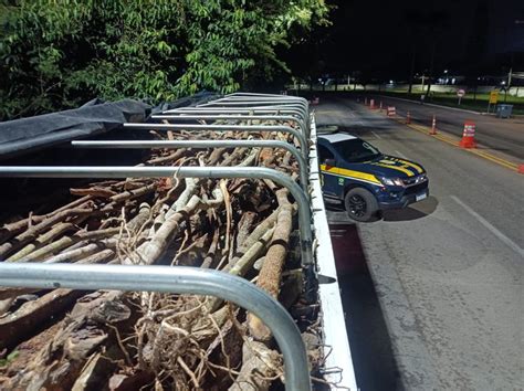 PRF Flagra Homem Inabilitado Transportando Madeira Ilegalmente Em