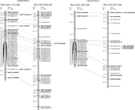 two amplified fragment length polymorphism simple sequence repeat download scientific diagram