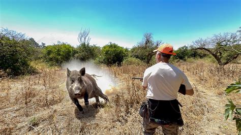 Chasse Sanglier Au Maroc Khemisset Wild Boar Hunting Partie