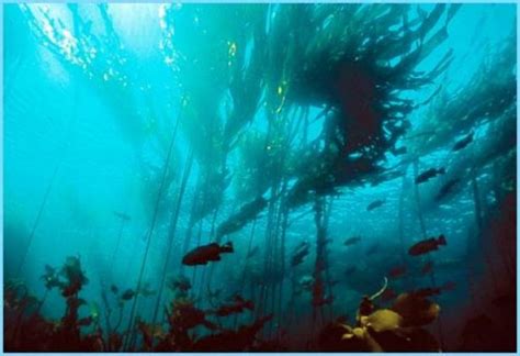 Vida marinha precisa nadar mais para sobreviver às mudanças climáticas