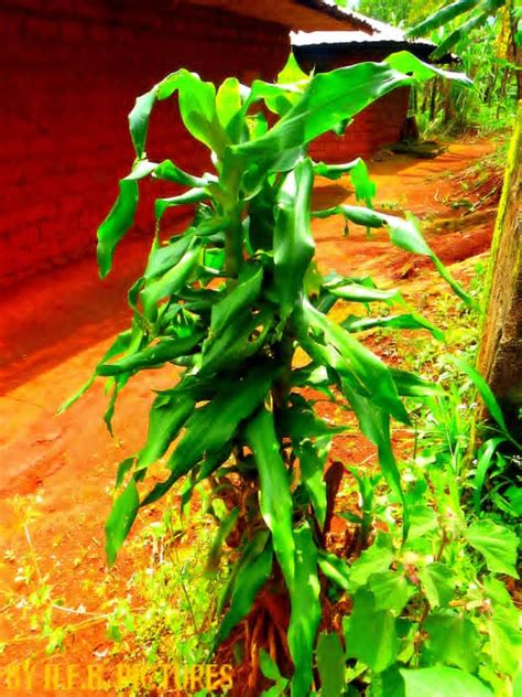 Arbre de paix Une plante aux mille vertus Echos Santé