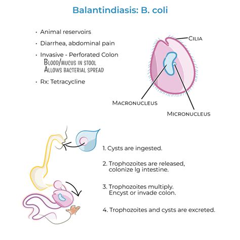 Immunology Microbiology Glossary Protozoa Balatidium Coli