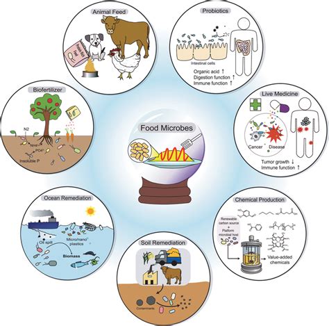 Further Application Of Food Microorganisms Beyond Microbial Food