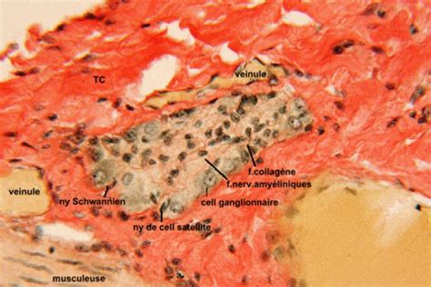 Blog LABORATOIRE D HISTOLOGIE Et D EMBRYOLOGIE