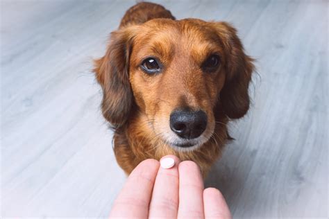 Animaux Ces astuces pour réussir à donner un médicament à votre chien
