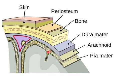 الجهاز العصبي nervous system Meningitis أو إلتهاب السحايا هو