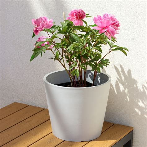 Peonías guía de cuidados y consejos de la flor de peonía Interflora