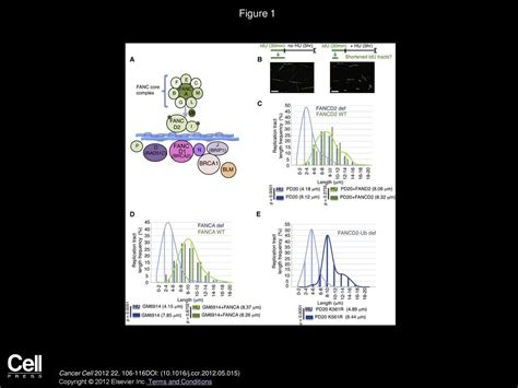 A Distinct Replication Fork Protection Pathway Connects Fanconi Anemia