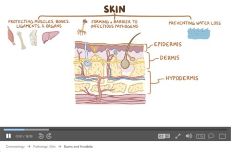 Three Main Layers Of Skin Burns