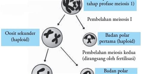 Proses Pembentukan Sel Telur Oogenesis Pada Wanita Perpustakaan Cyber