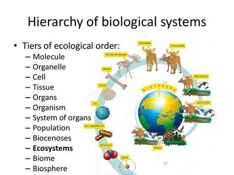 Hierarchy Of Biological Systems But What Do We Know
