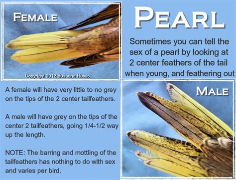 How To Determine The Sex Of A Lovebird 6 Steps With Pictures Artofit