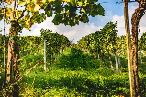 España lidera la revolución ecológica en el viñed Agromaquinaria es