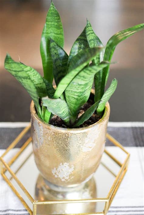 When To Repot Your Snake Plant Paisley Plants