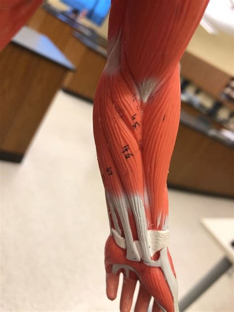 Anterior Arm 3 Muscle Labeling Diagram Quizlet