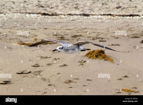 Single Seagull Flying Over The Beach Stock Photo Alamy