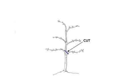 How To Prune Dwarf Fruit Trees Fine Gardening