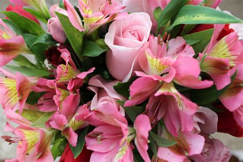 Bukett Blommor Rosa Gratis Foto P Pixabay Pixabay