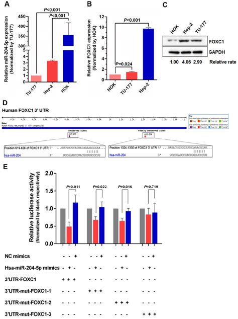 Mir P Directly Inhibits Foxc Expression Qpcr Analysis Of