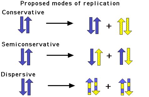 Semiconservative Replication Diagram
