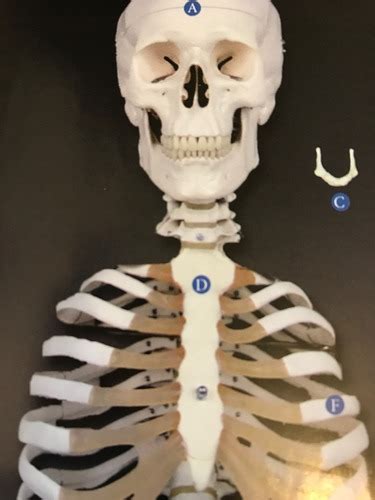 Hap Lab Chapter Axial Flashcards Quizlet