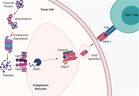 Frontiers Mechanisms Of MHC I Downregulation And Role In