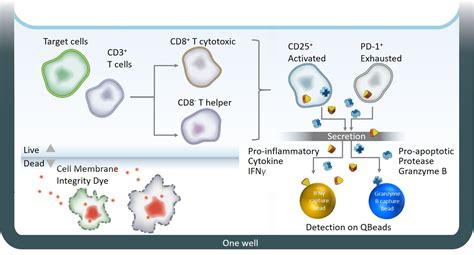 T Cell Killing Intellicyt