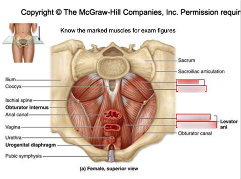 Muscles Of The Pelvic Floor Diagram Quizlet