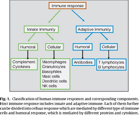 Figure 1 From Molecular Immuno Immune Response Innate Immunity Adaptive