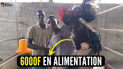 3 SECRETS DES POULETS REPRODUCTEURS ce que tu dois connaitre élevage