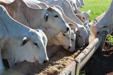 Suplementação a pasto qual a relevância para a criação de bovinos de