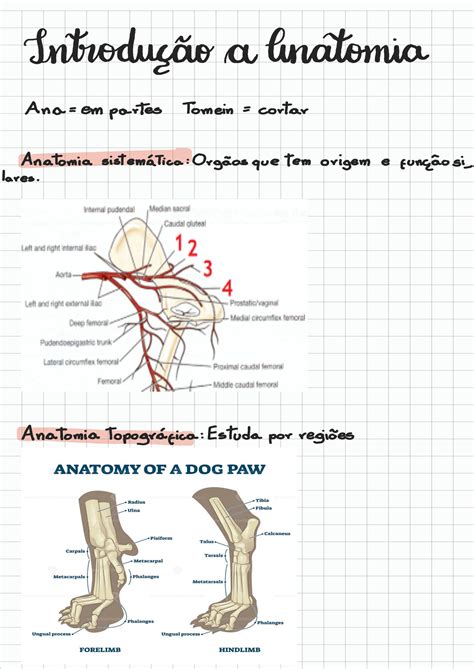 SOLUTION Introdu O A Anatomia 230304 113445 Studypool