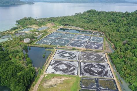 4 Jenis Tambak Udang Yang Harus Kamu Ketahui DELOS Aqua