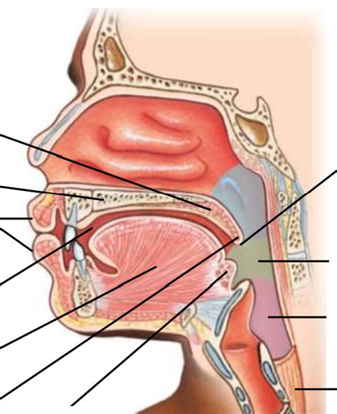 Digestive Diagram Quizlet