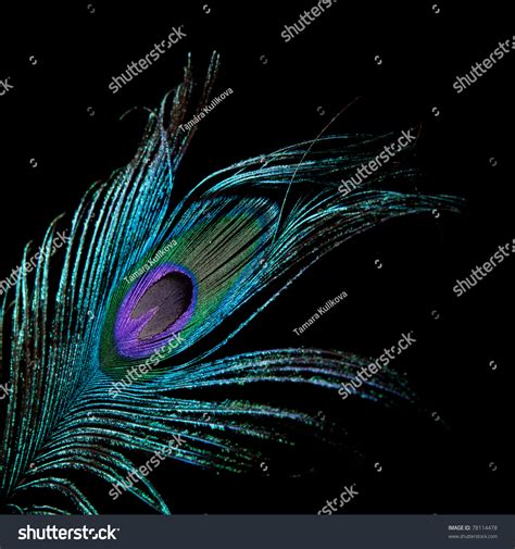Peacock Feather Stock Photo 78114478 Shutterstock